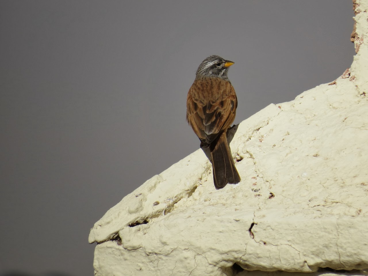 Gregor's Bird and Mammal Blog: Morocco 31st December-9th January
